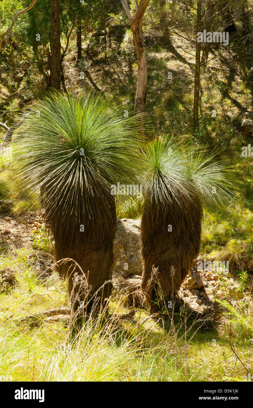 Xanthorrhoea hi-res stock photography and images - Alamy