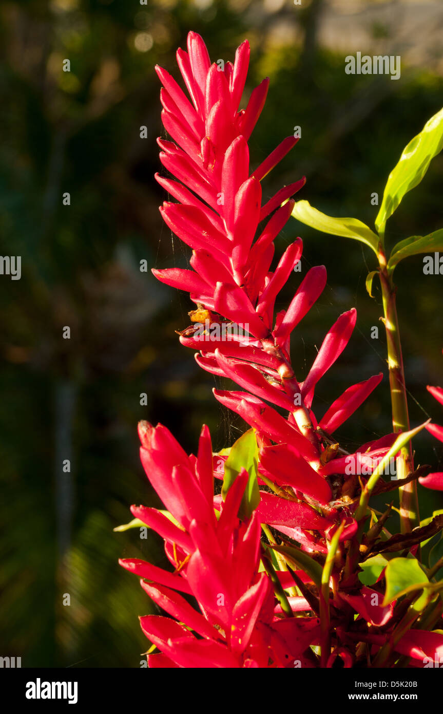 Alpinia purpurata, Tahitian Red Ginger Stock Photo - Alamy