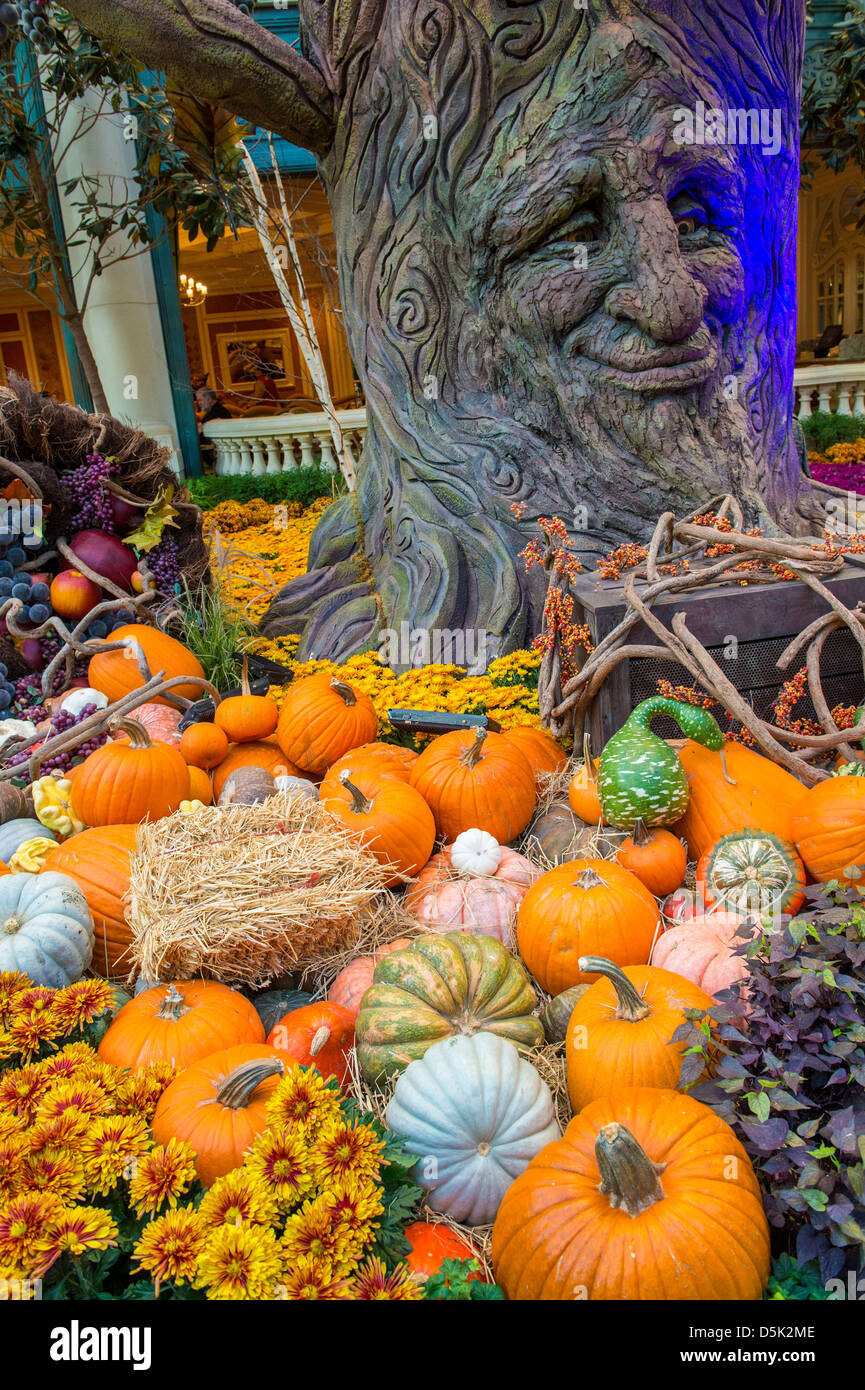 Fall season in Bellagio Hotel Conservatory & Botanical Gardens in Las ...