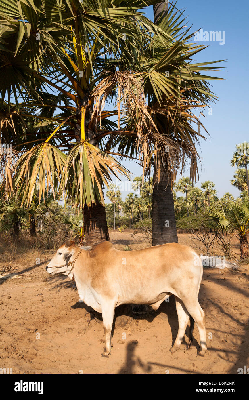 An ox standing beneath a palm tree, Kyaukpadaung, near Bagan, Myanmar ...