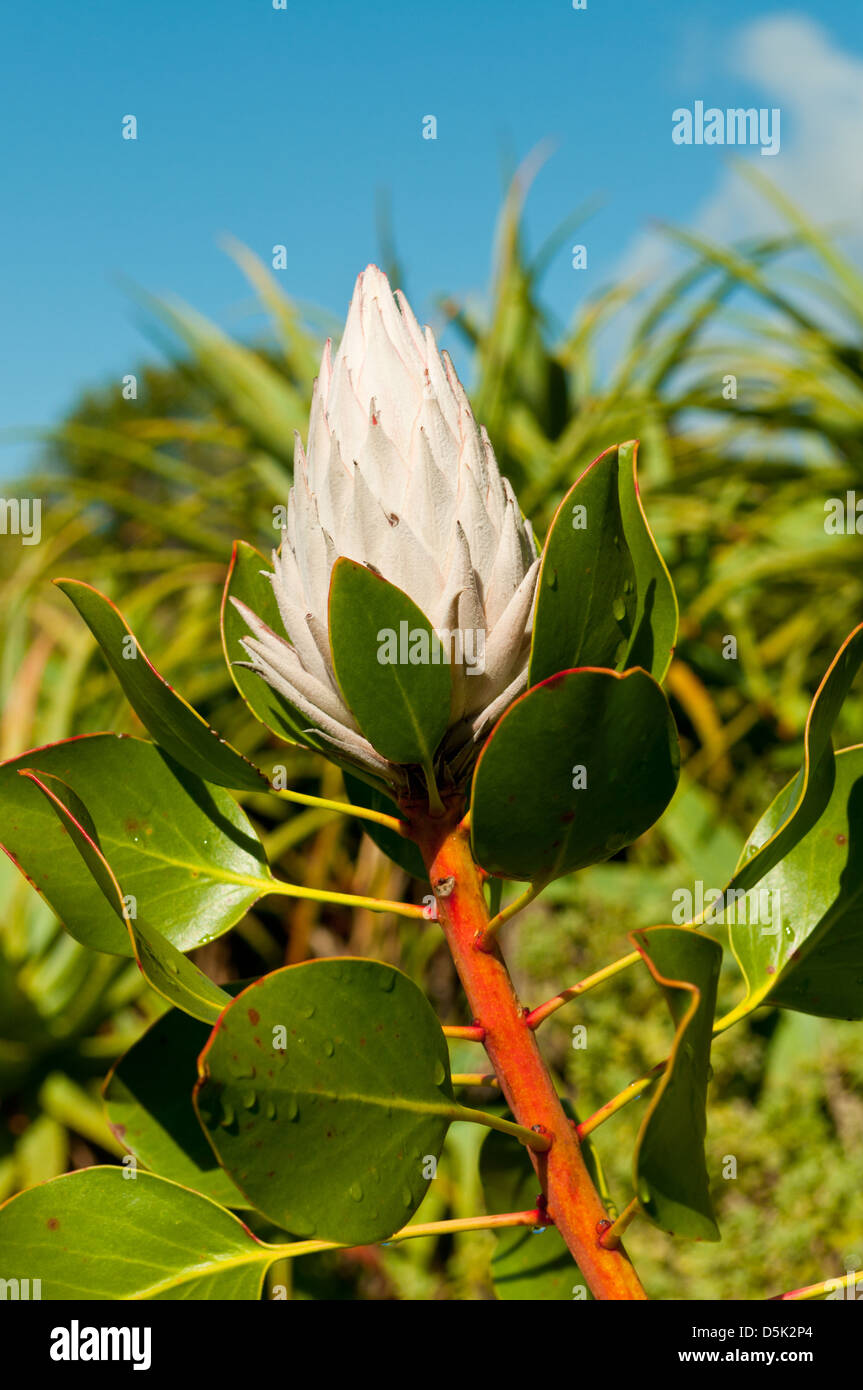 South african native protea hi-res stock photography and images - Alamy