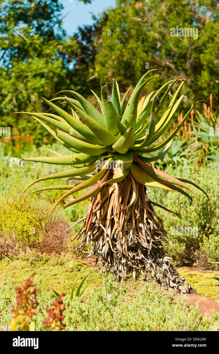 Aloe ferox, Bitter Aloe Stock Photo - Alamy