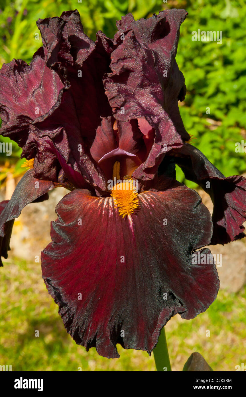 Iris germanica, Bearded Iris 'Burgundy Bubbles' Stock Photo - Alamy