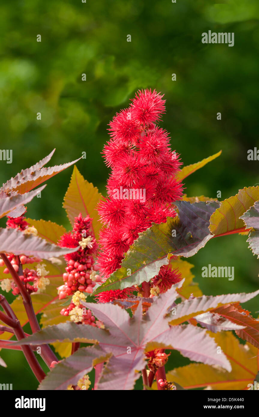 Castor oil plant hi-res stock photography and images - Alamy