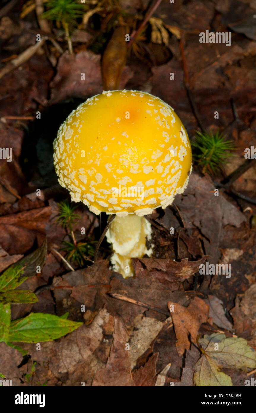 Amanita flavoconia, Yellow Dust Amanita Stock Photo - Alamy