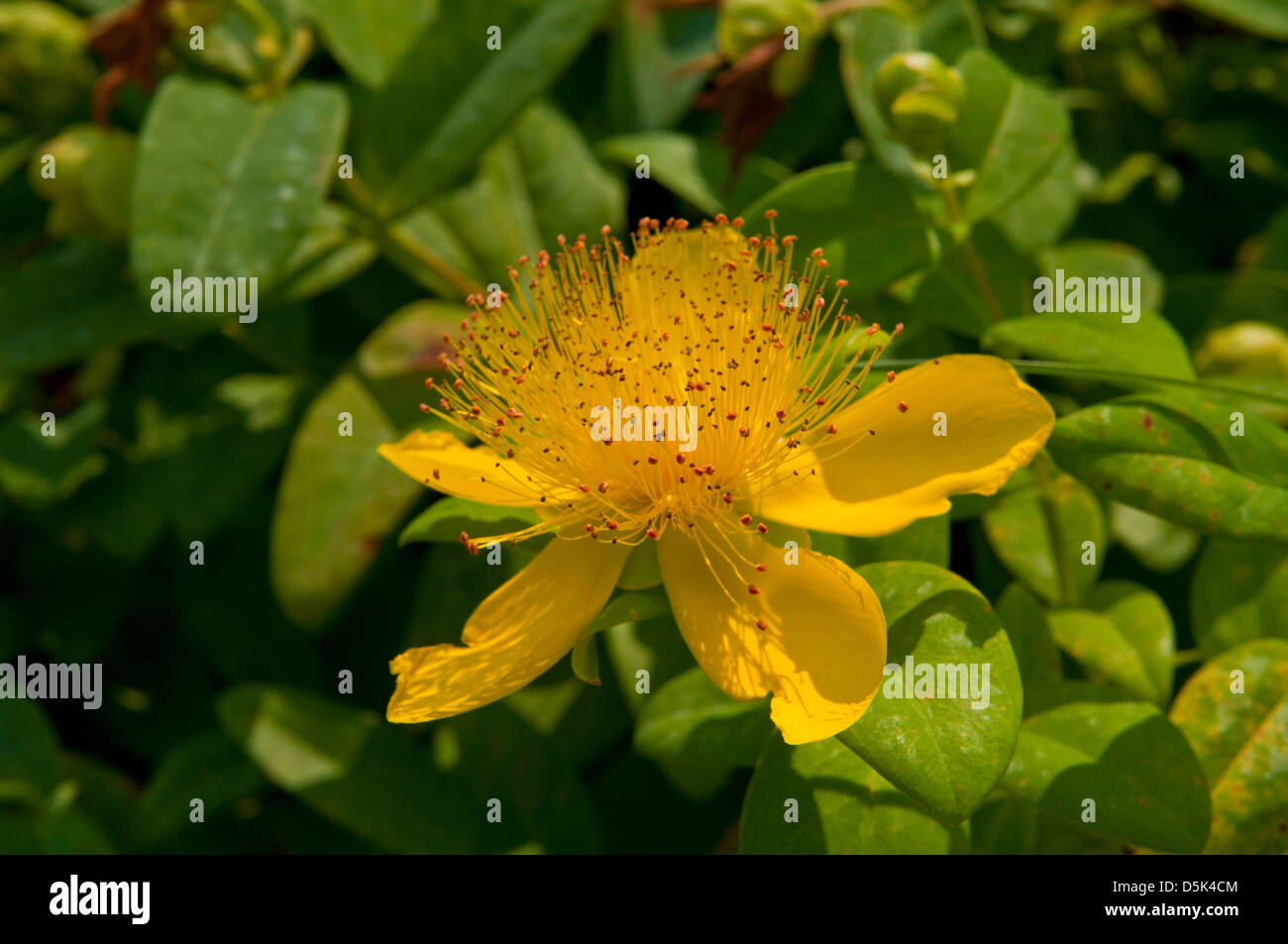Hypericum perforatum medicine hi-res stock photography and images - Alamy