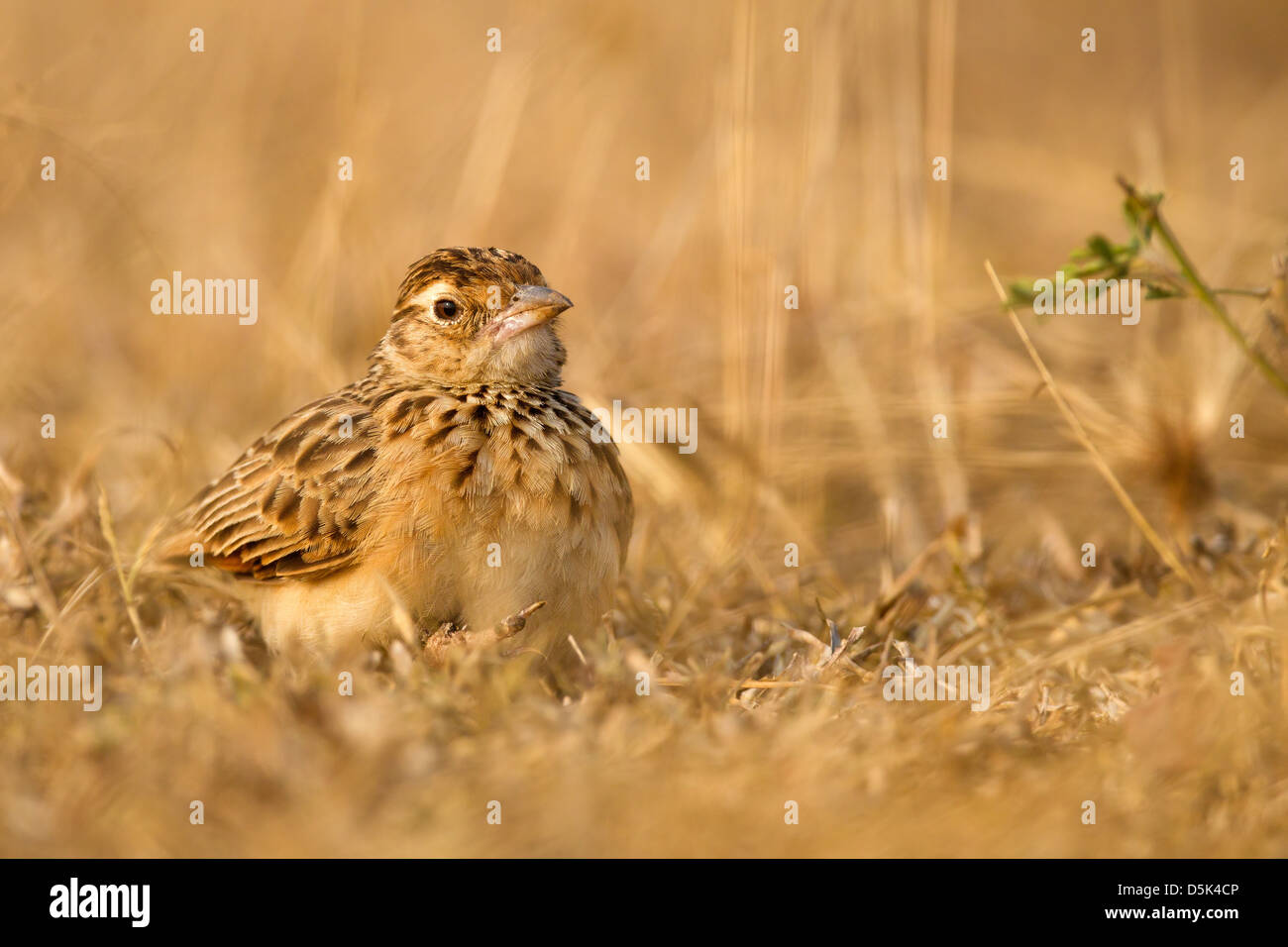 Indian bush lark sitting on the ground Stock Photo - Alamy