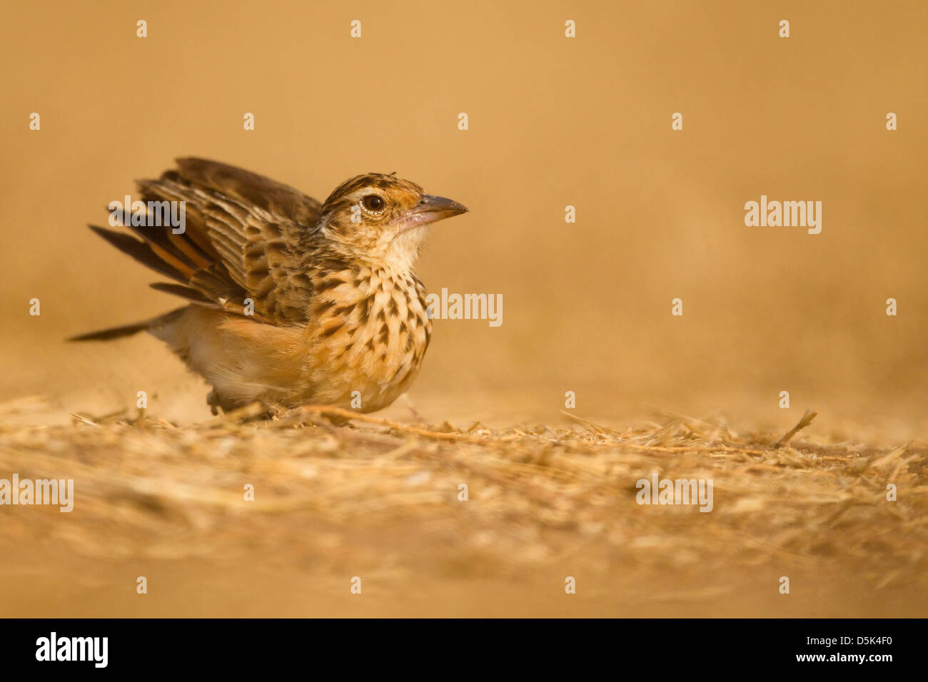 Indian bush lark sitting on the ground with wings open and taking a mud ...