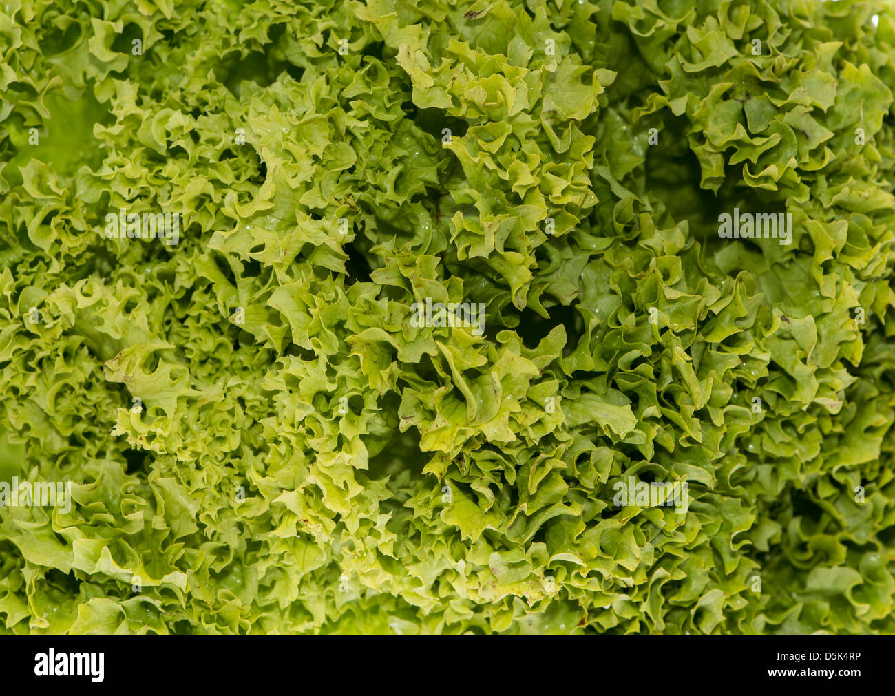 Fresh Lettuce (full screen background image Stock Photo - Alamy