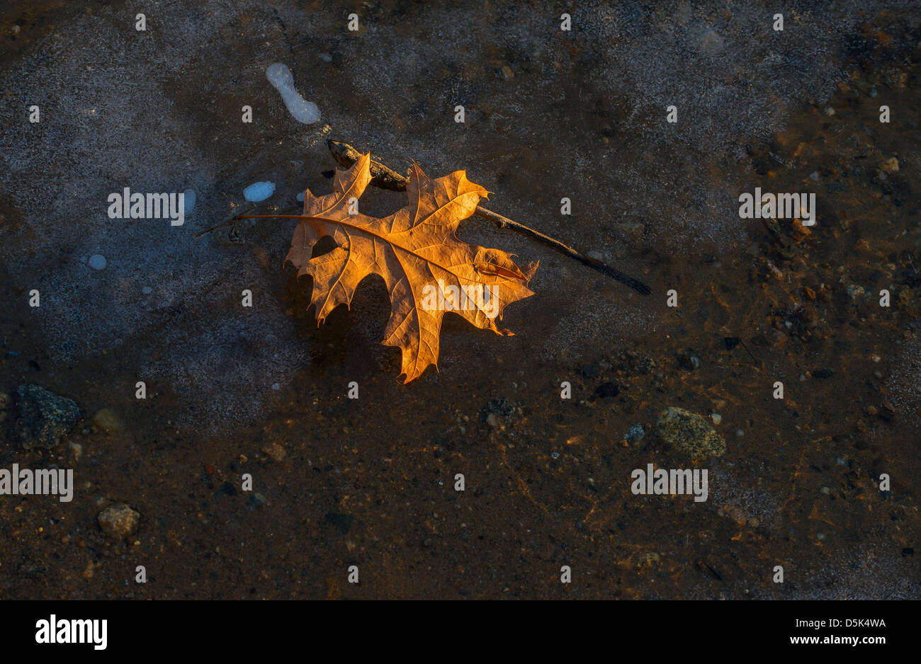 USA, Massachusetts, Concord, Walden Pond, Leaf in snow Stock Photo - Alamy