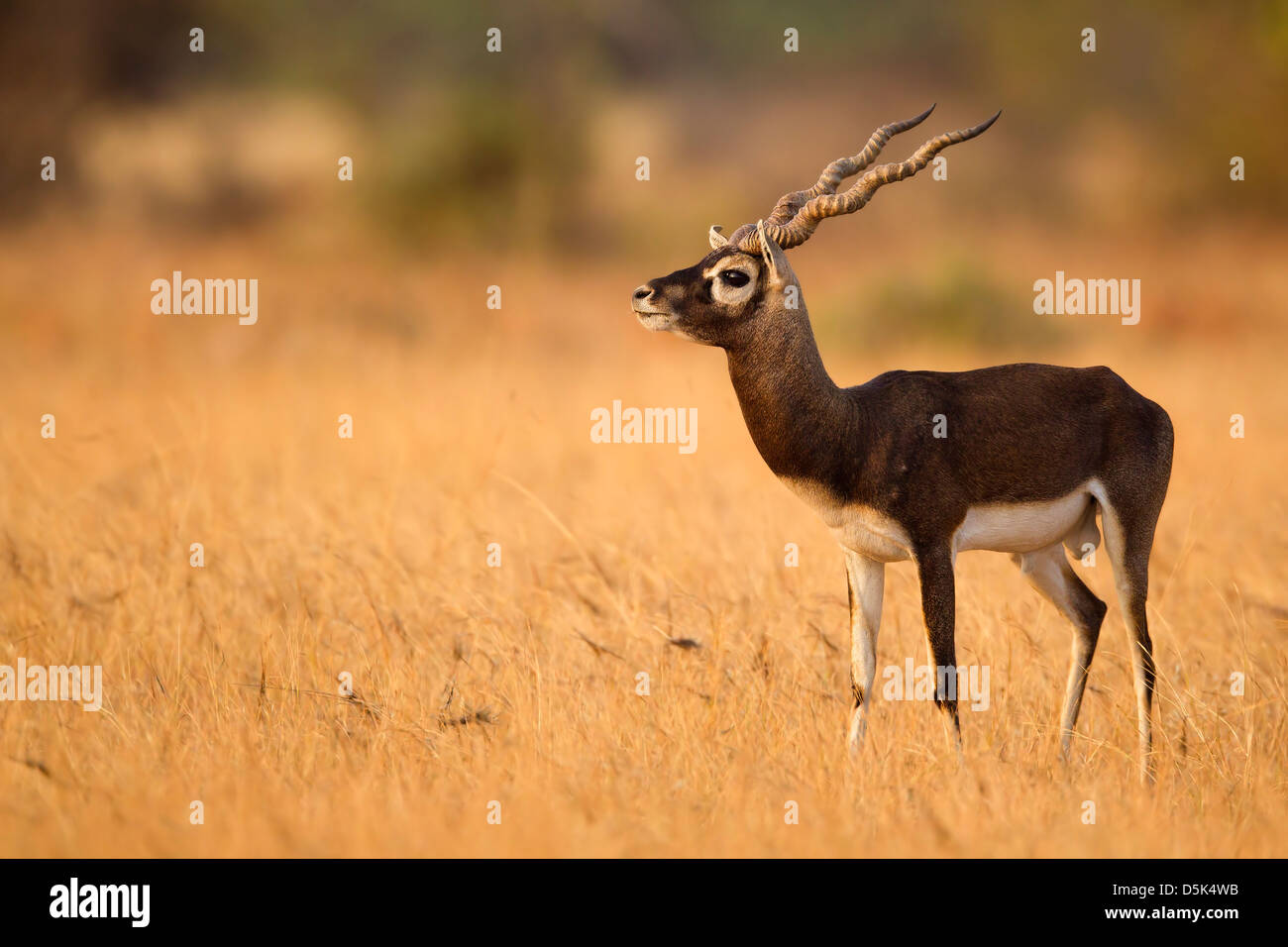 Black buck hi-res stock photography and images - Alamy