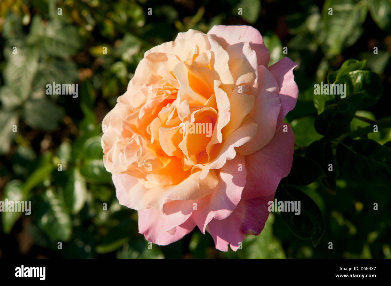Peace tea rose hi-res stock photography and images - Alamy