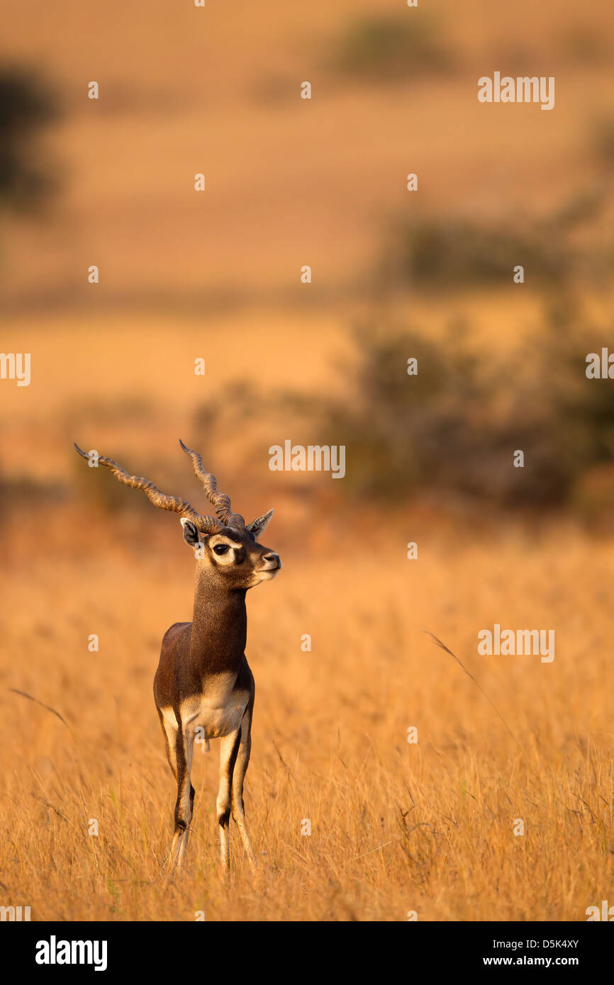 Black buck hi-res stock photography and images - Alamy