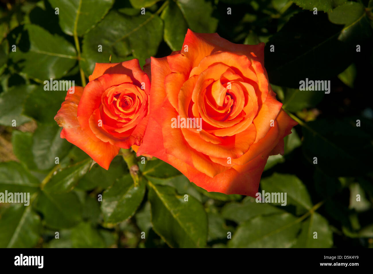 Caribbean flora hi-res stock photography and images - Alamy