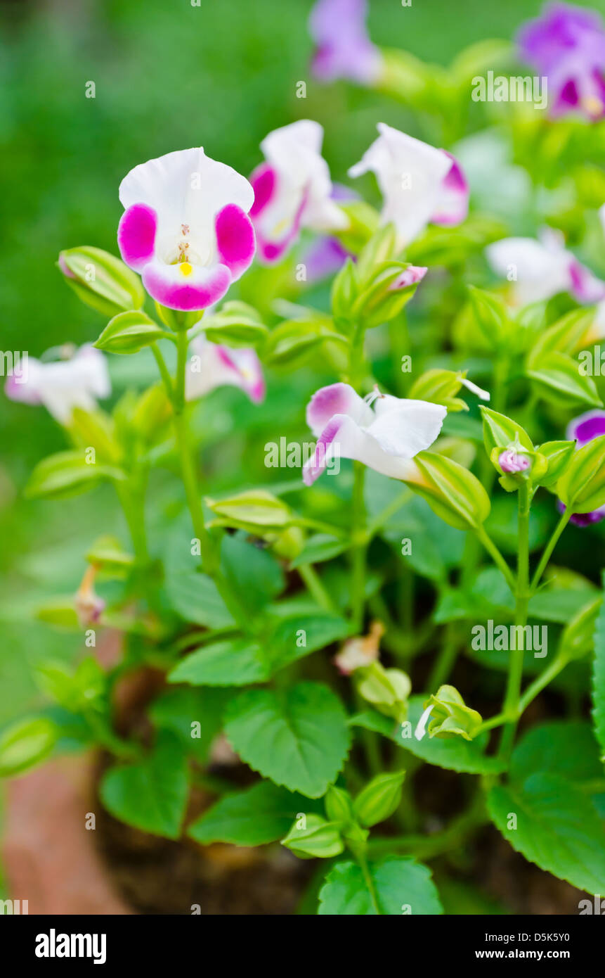 Blossom little flower closeup Stock Photo - Alamy