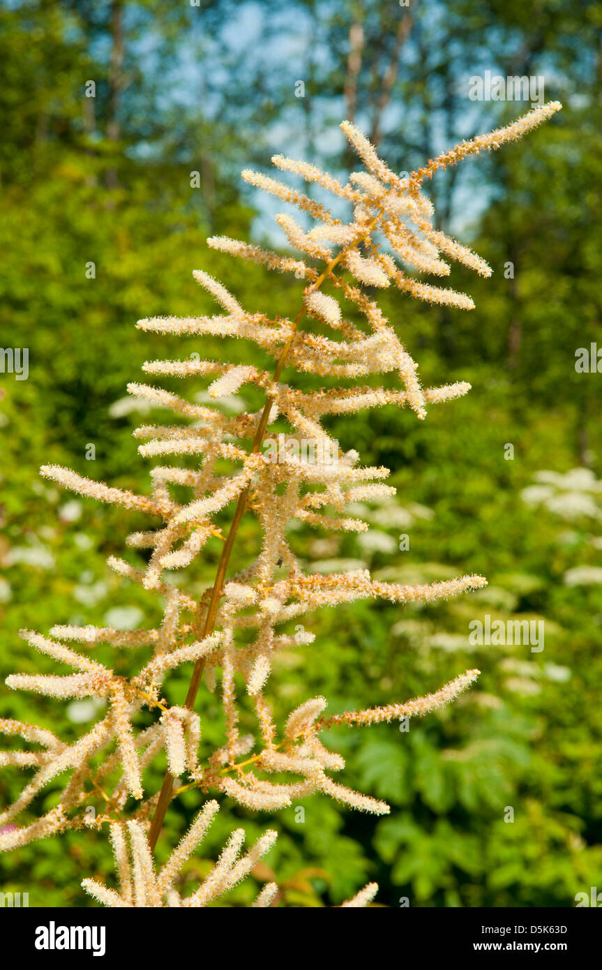 Aruncus Dioicus, Goatsbeard Stock Photo - Alamy