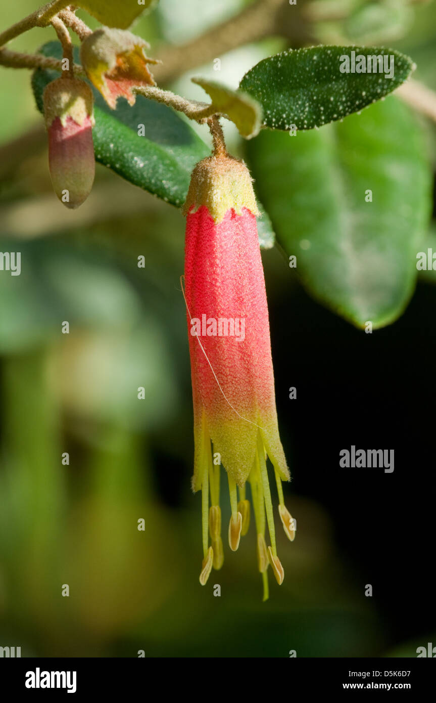 Constricted High Resolution Stock Photography and Images - Alamy