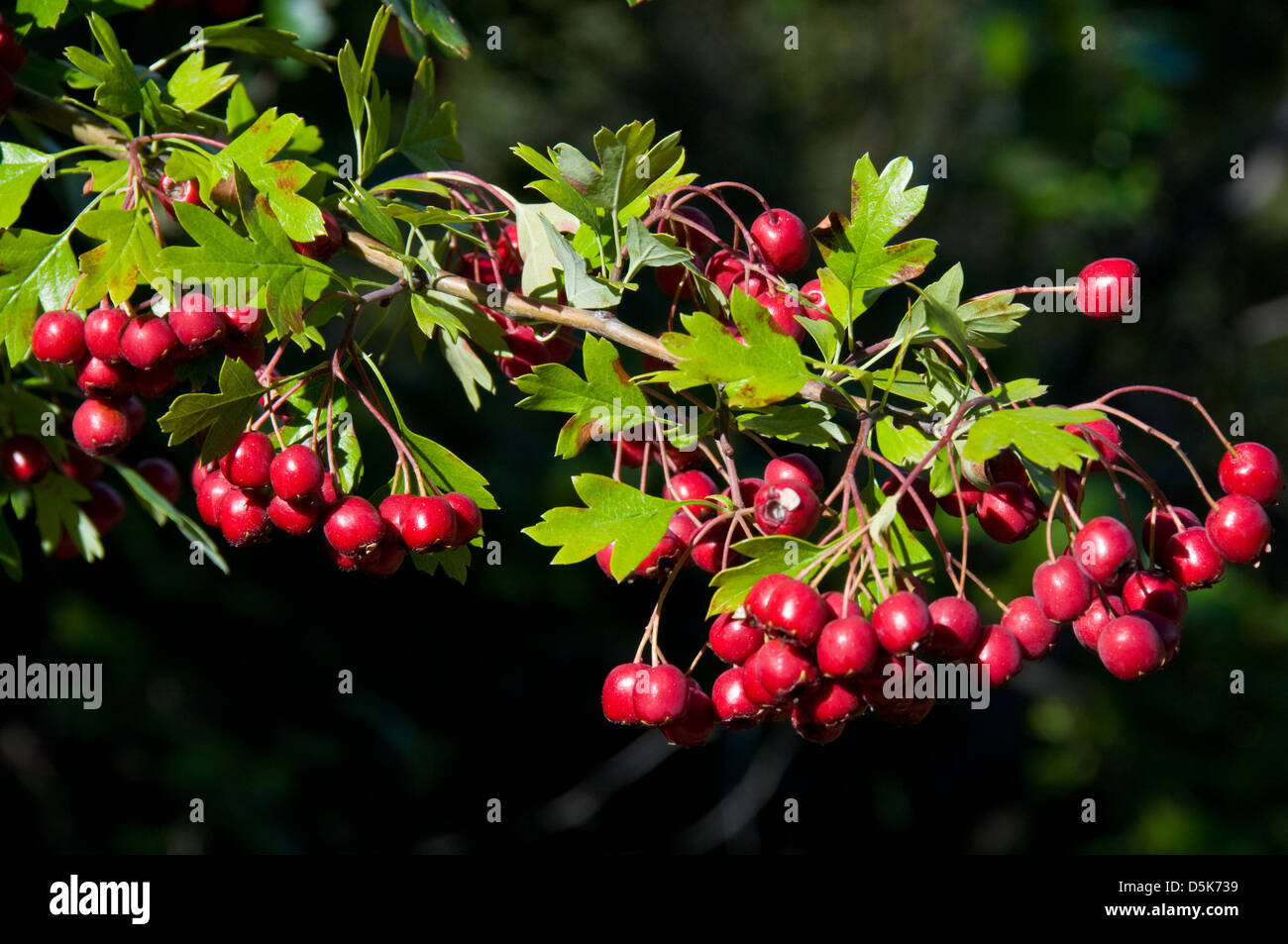 Crataegus monogyna, Common Hawthorn Stock Photo - Alamy Crataegus monogyna, Common Hawthorn Stock Photo - Alamy