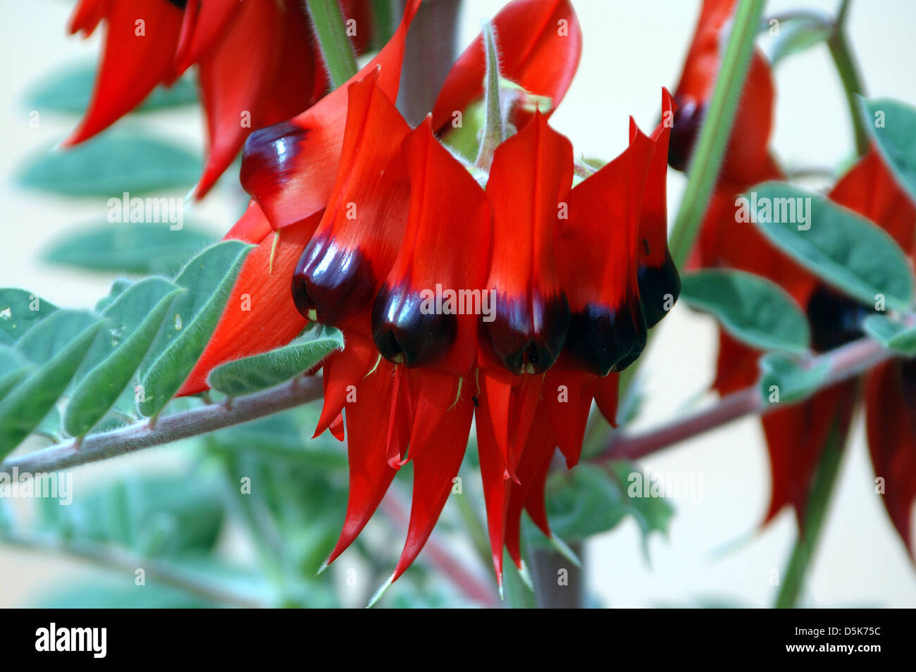 Swainsona Formosa, Sturt Desert Pea Stock Photo - Alamy