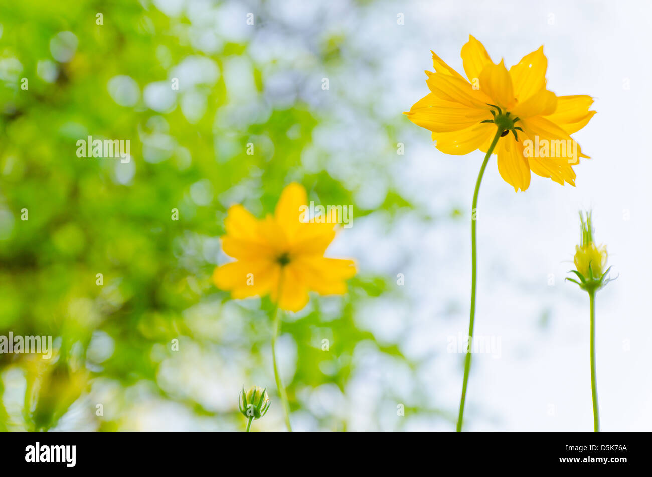 Yellow flower blossom Stock Photo - Alamy