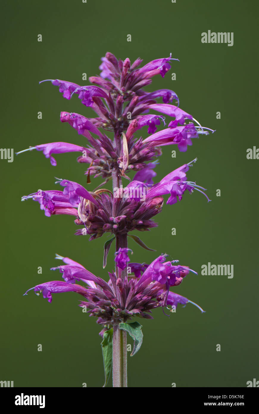 Agastache aurantiaca, Sweet Lili Humming Bird Mint Stock Photo - Alamy