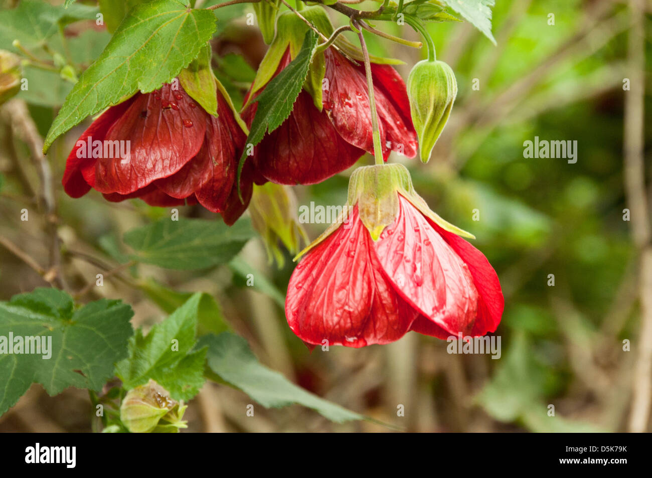 Abutilon x hybrida, Red Chinese Lantern Stock Photo - Alamy