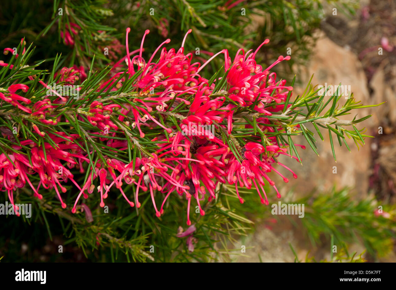 Grevillea rosmarinifolia 'Canberra Gem' Stock Photo - Alamy