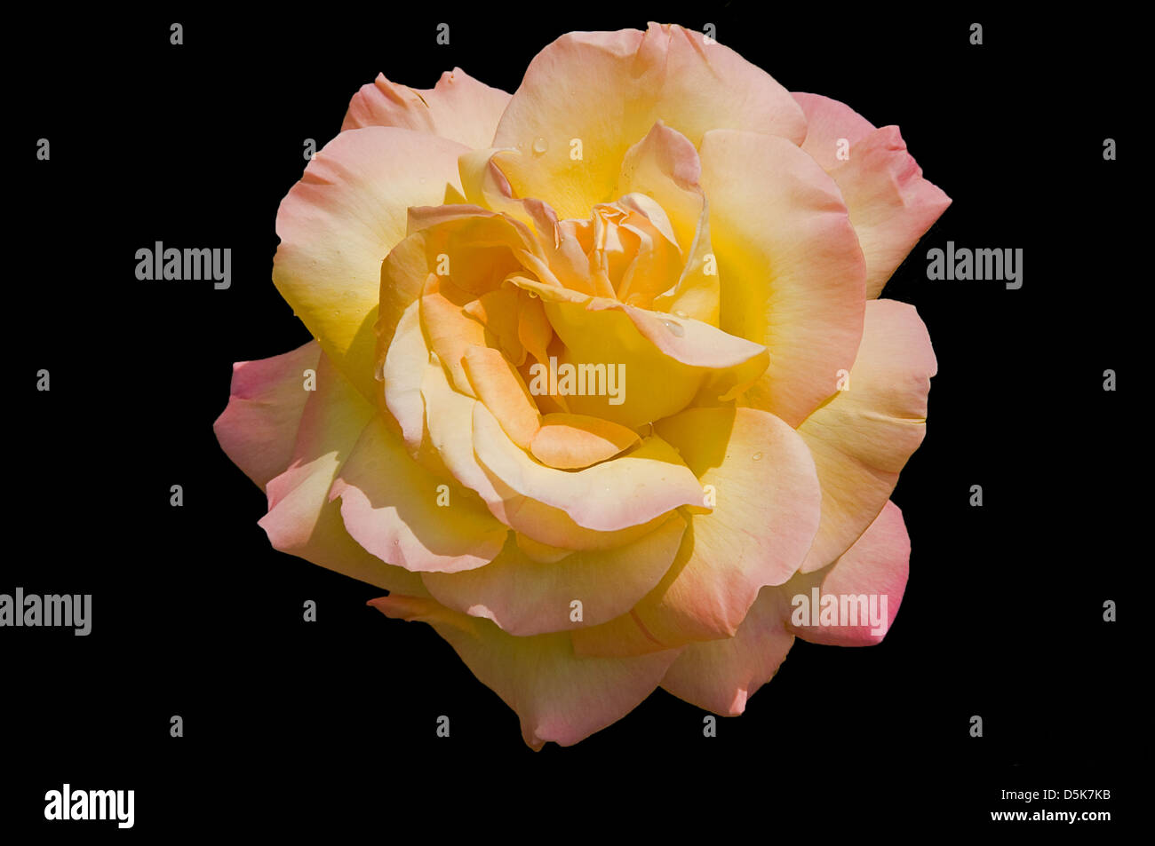Peace rose hi-res stock photography and images - Alamy