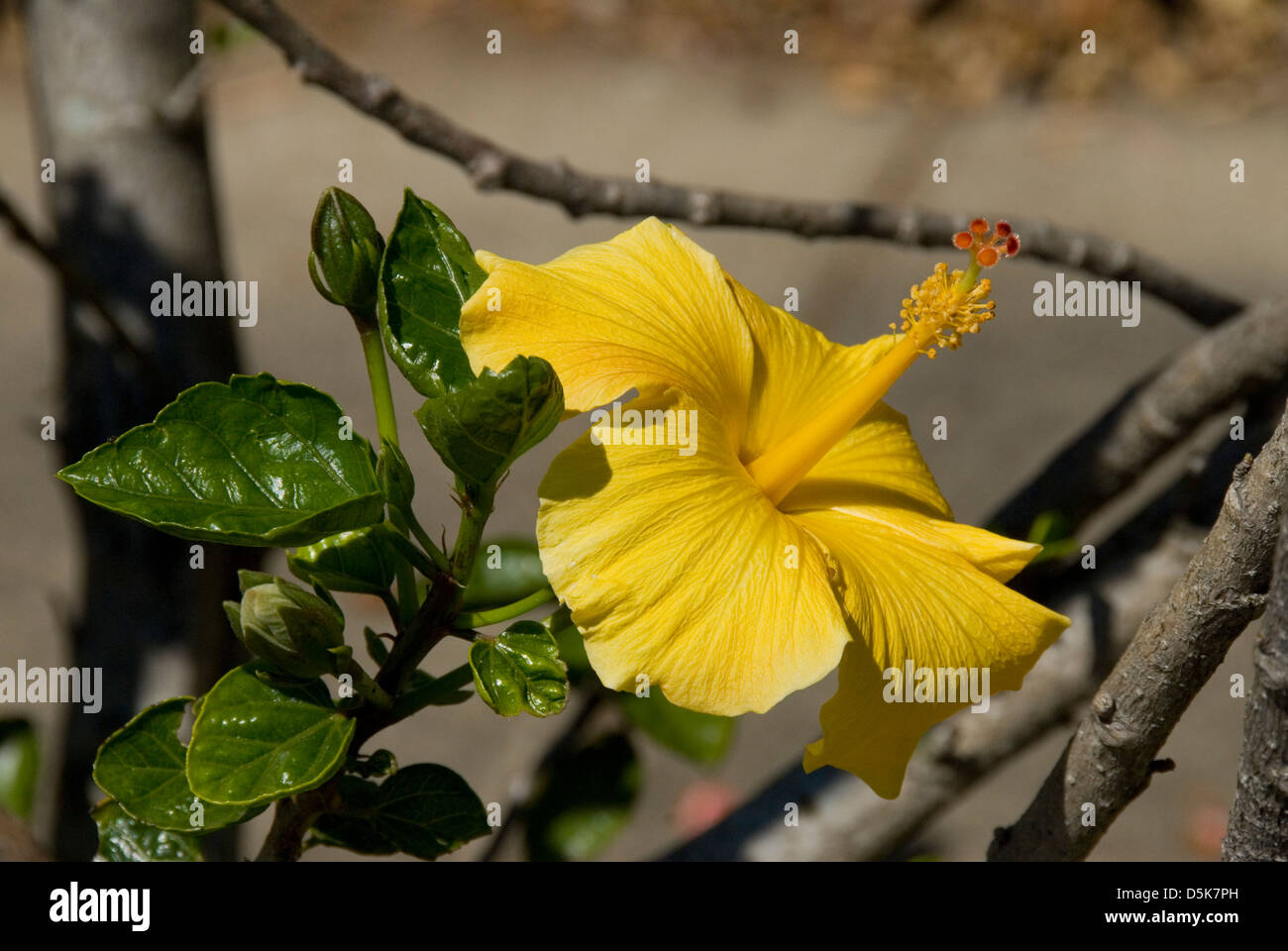 Hibiscus heterophyllus, Native Rosella Hibiscus Stock Photo - Alamy