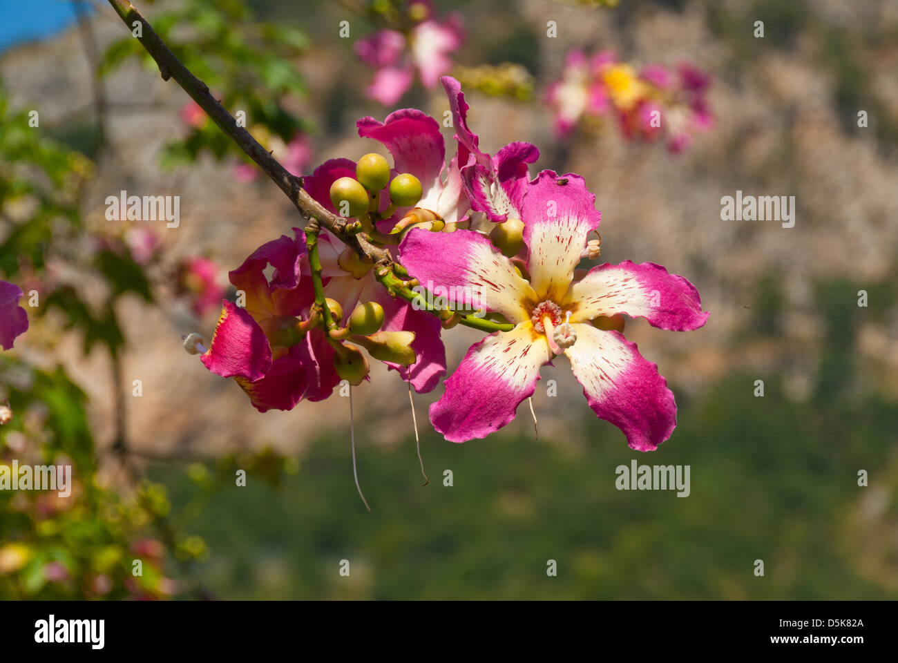 Chorisia speciosa, Floss Silk Tree Stock Photo - Alamy