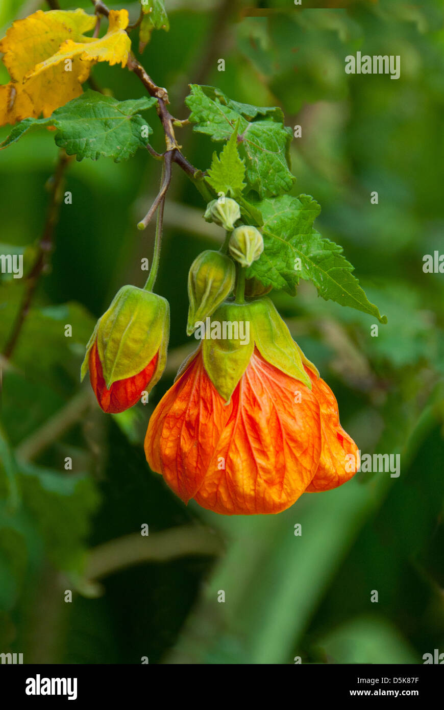 Abutilon x hybrida, Orange Chinese Lantern Stock Photo - Alamy