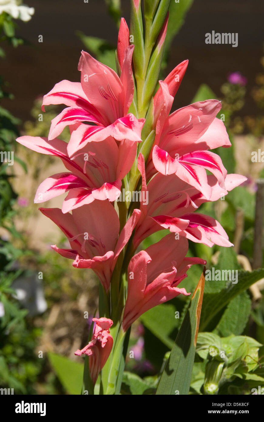 Gladiolus Carneus, Painted Lady Gladiolus Stock Photo - Alamy