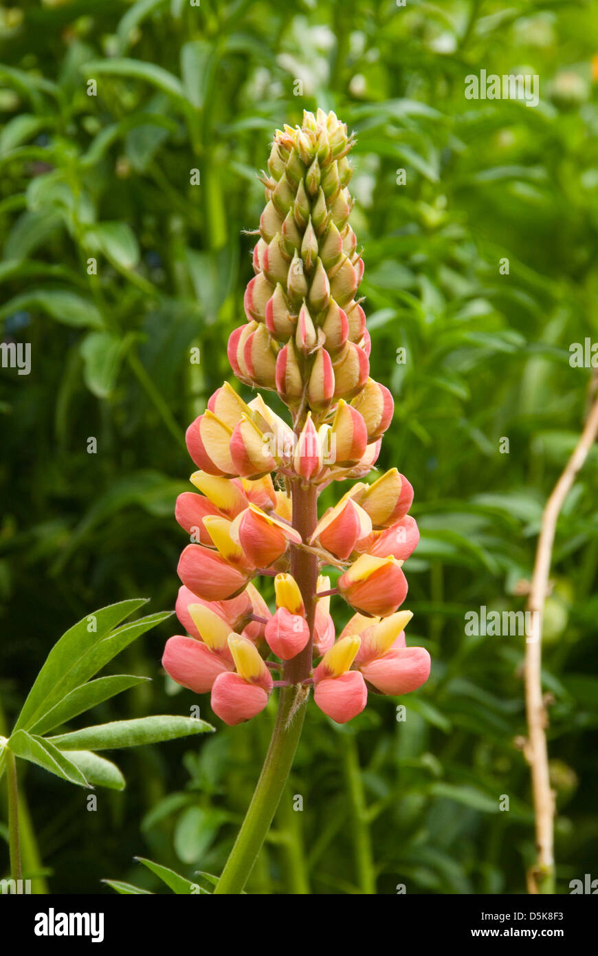 Lupinus stiversii, Harlequin Lupin Stock Photo - Alamy