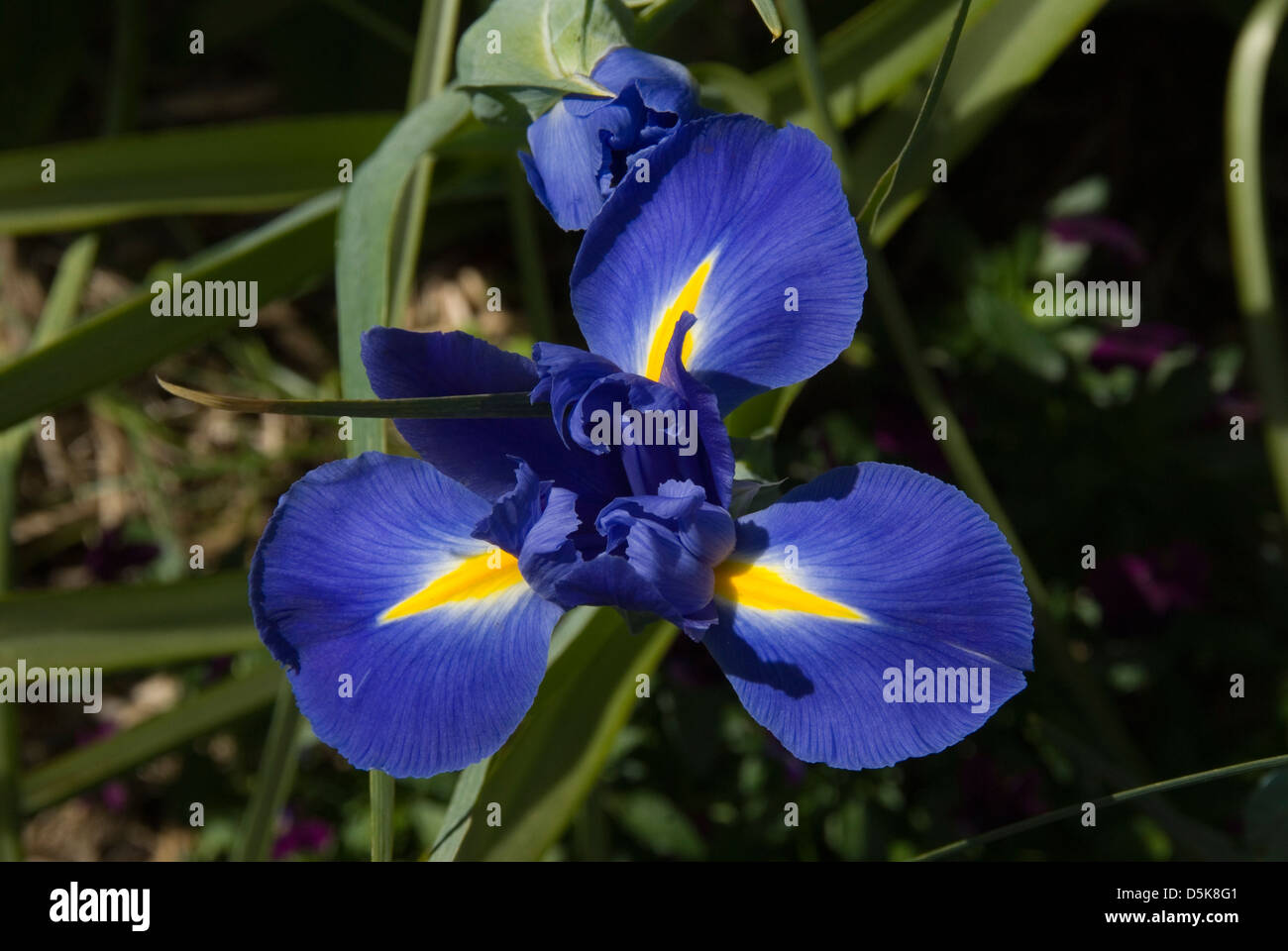 Iris Hollandica, Dutch Iris Stock Photo - Alamy