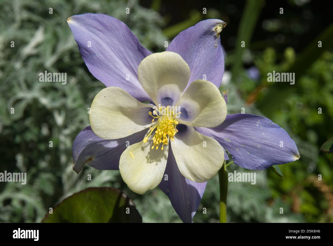 Aquilegia x caerulea, Columbine Origami Blue & White Stock Photo - Alamy