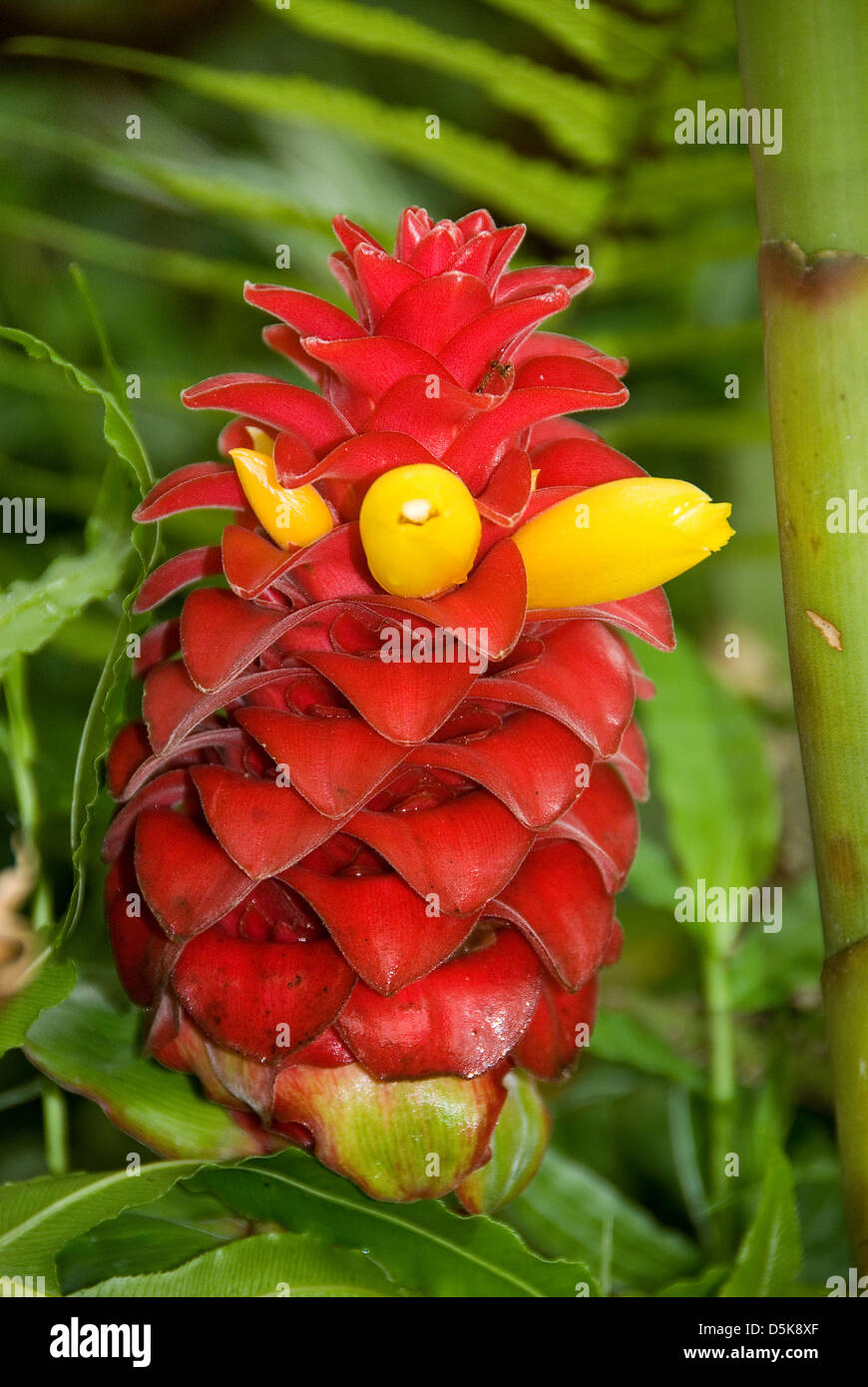 Native ginger hi-res stock photography and images - Alamy