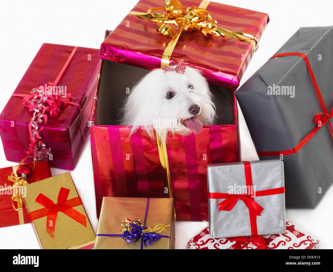 Dog in a box Cut Out Stock Images & Pictures - Alamy