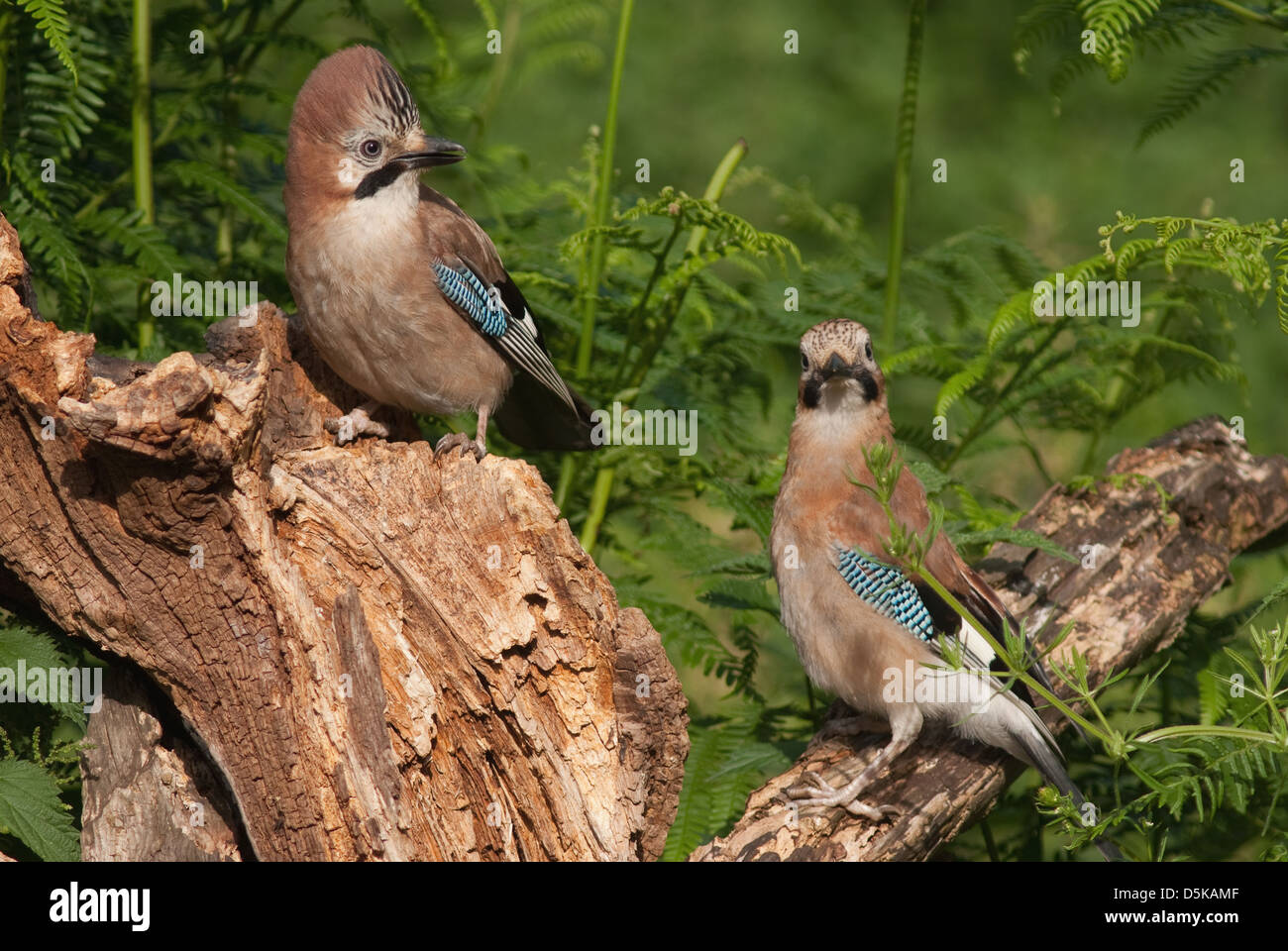 Juvenile jay hi-res stock photography and images - Alamy