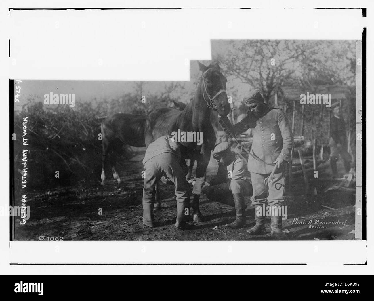 This image captures a German veterinarian at work during the early 20th ...