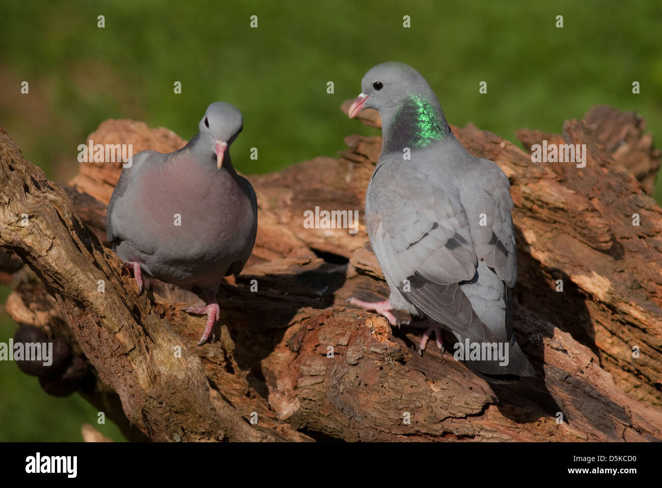 Adult doves hi-res stock photography and images - Alamy
