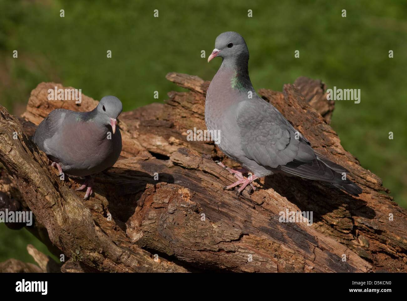 Stock dove stump hi-res stock photography and images - Alamy