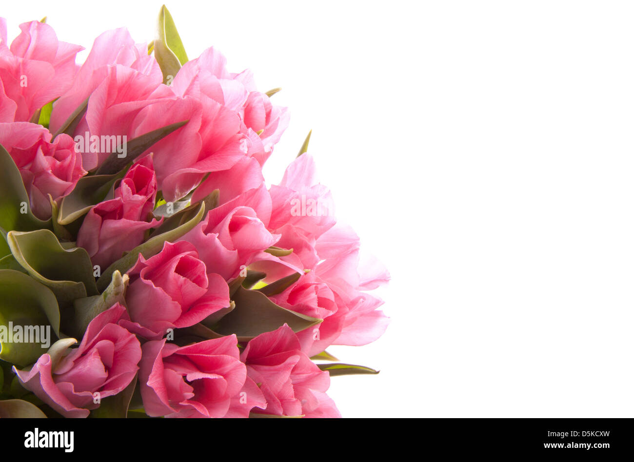 Beautiful pink tulips on a white background Stock Photo - Alamy