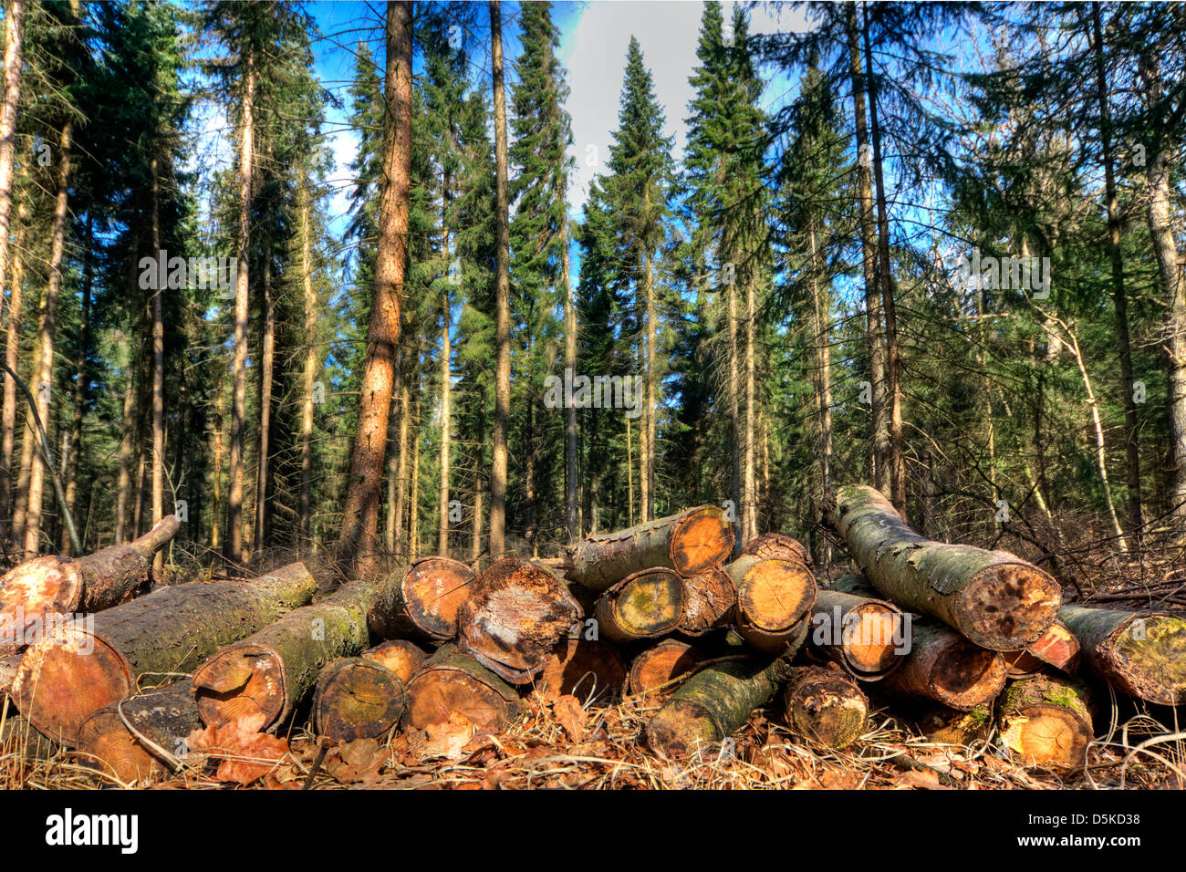 Deforestation of pine forest hi-res stock photography and images - Alamy