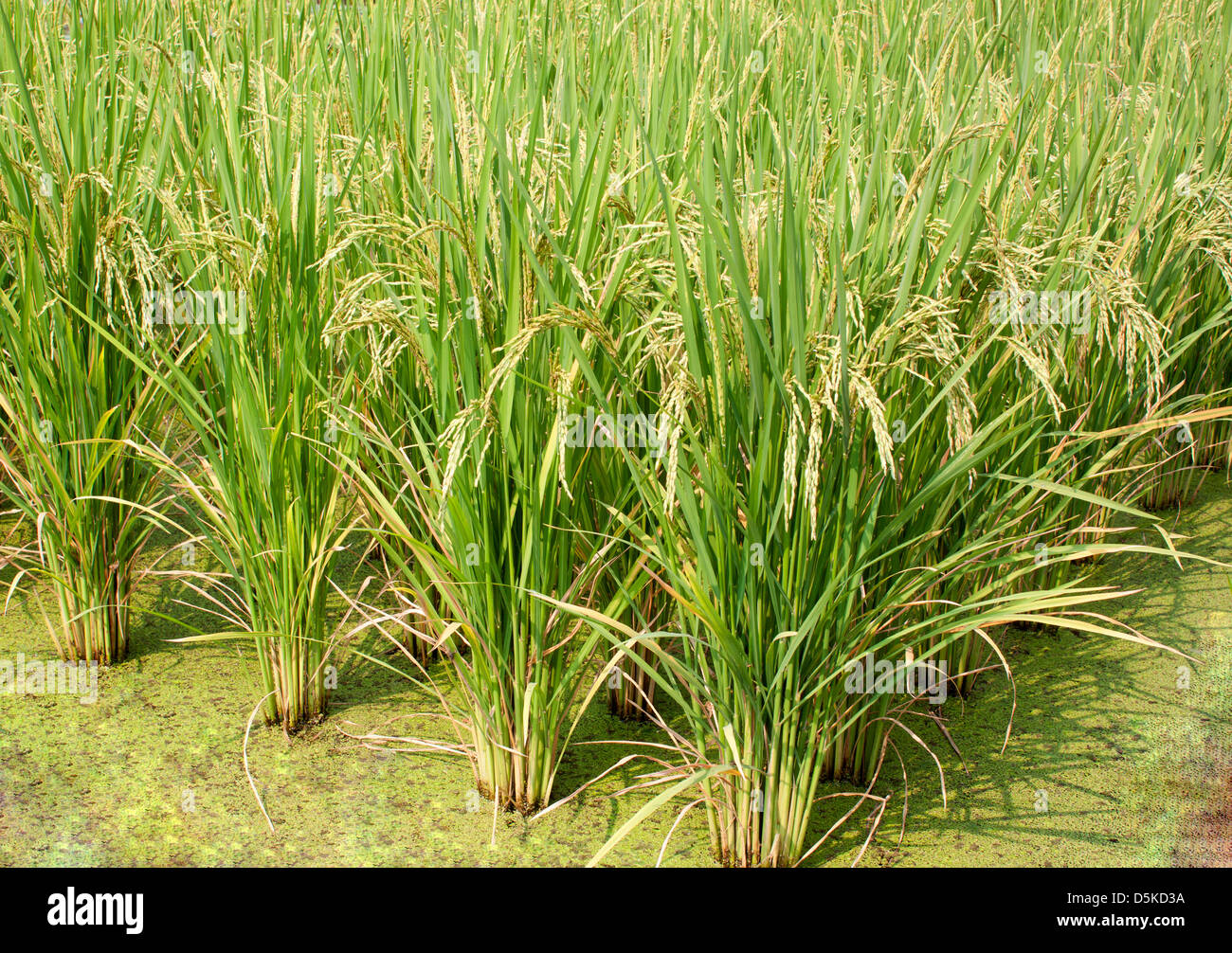 Rich green hi-res stock photography and images - Alamy