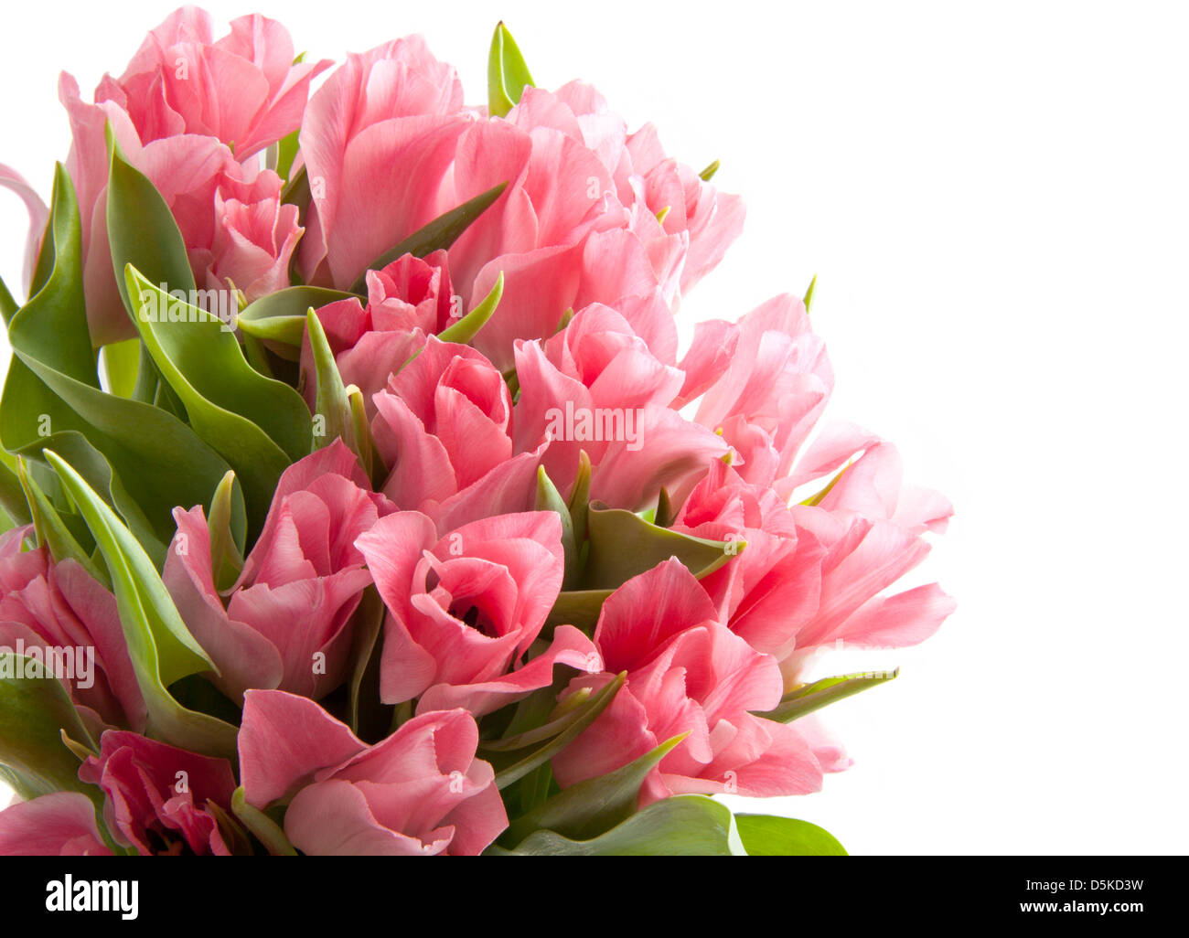 Beautiful pink tulips on a white background Stock Photo - Alamy