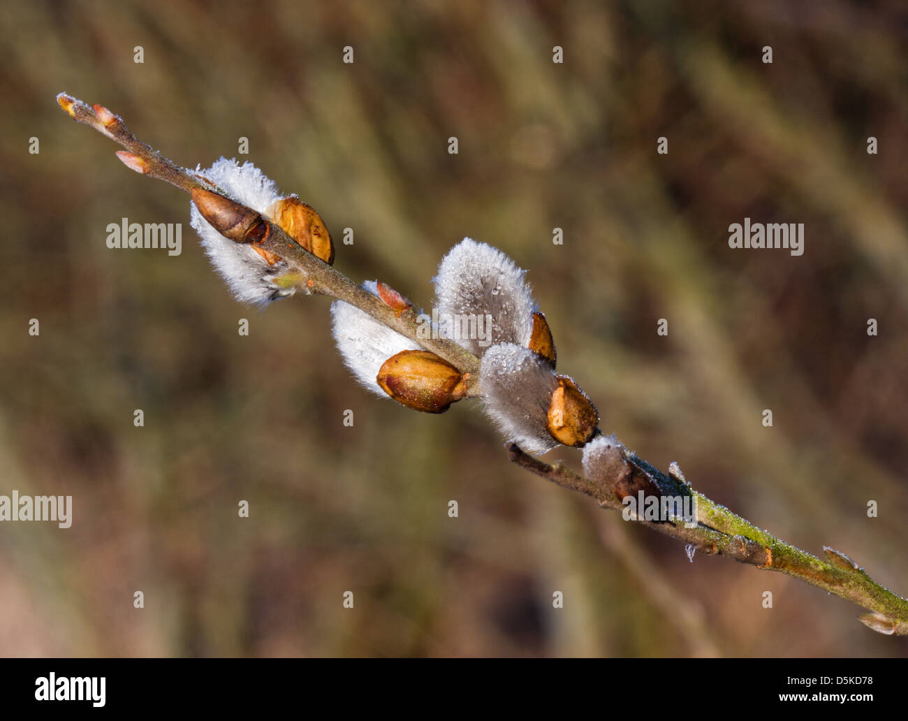 Catkins of a Willow (Salix Stock Photo - Alamy