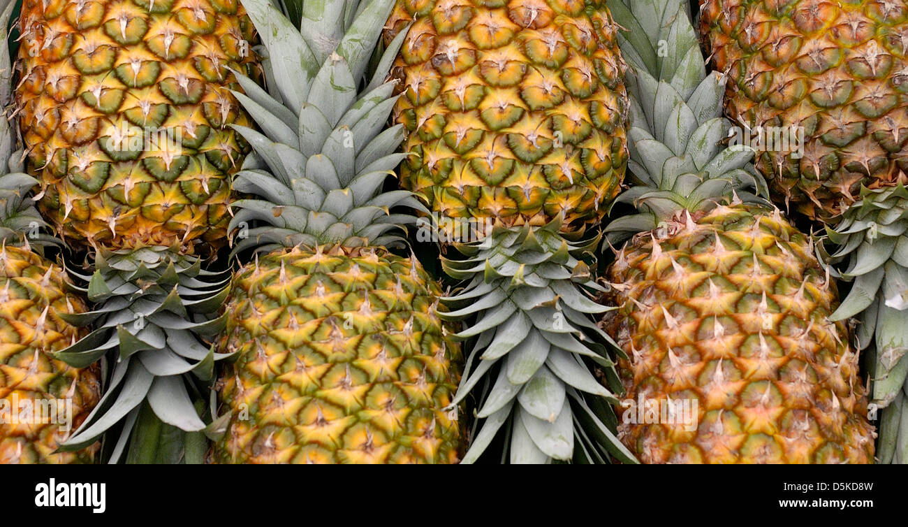 Pineapples on display Stock Photo - Alamy