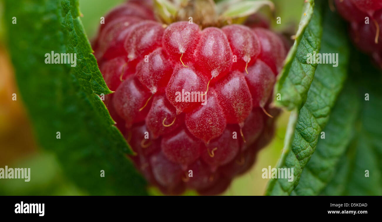 Raspberry 'Glen Clover' Stock Photo - Alamy