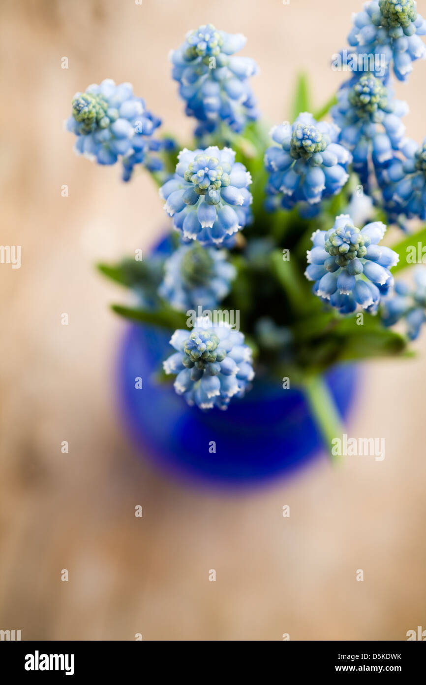 Bunch of fresh muscari flowers, shallow focus Stock Photo - Alamy
