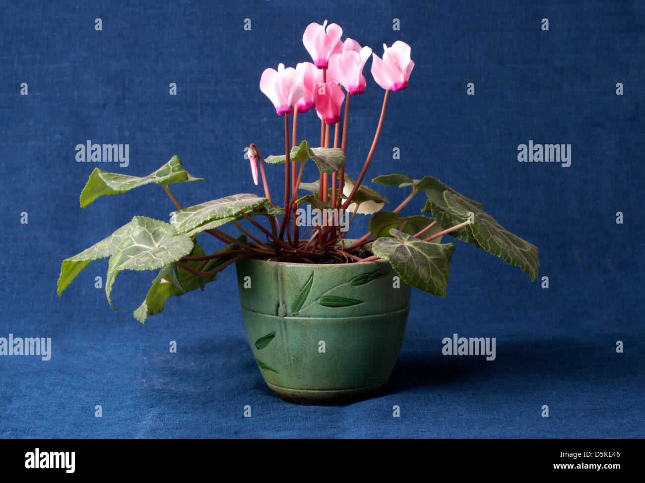Pink cyclamen flowers in the pot Stock Photo - Alamy